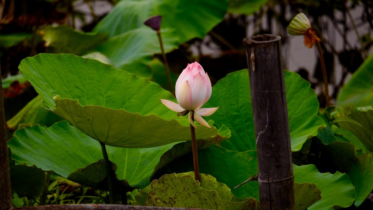 Lotus Fiber Production - Cashmere & Pearls